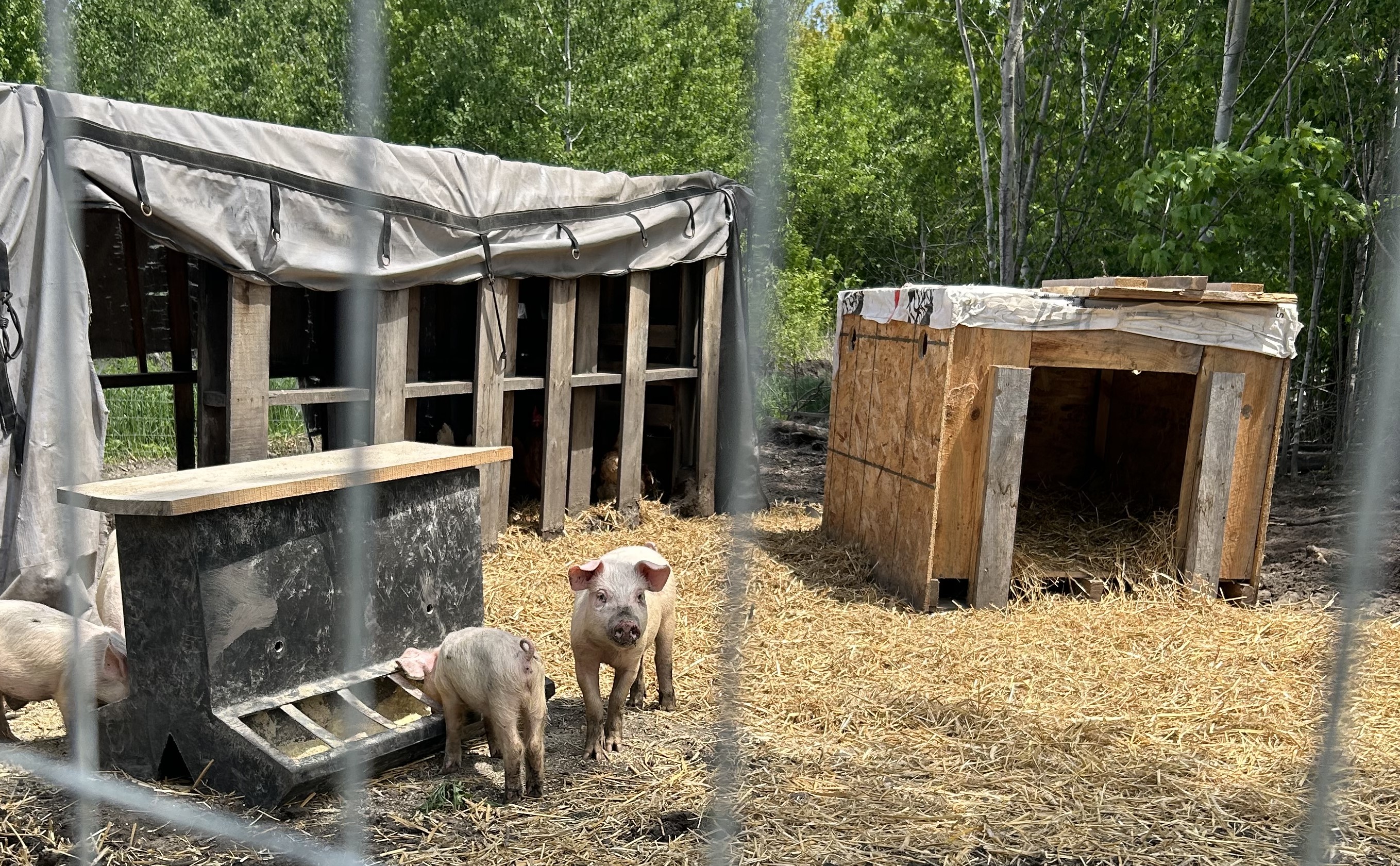 Pastured Pigs – Smith Family Ranch